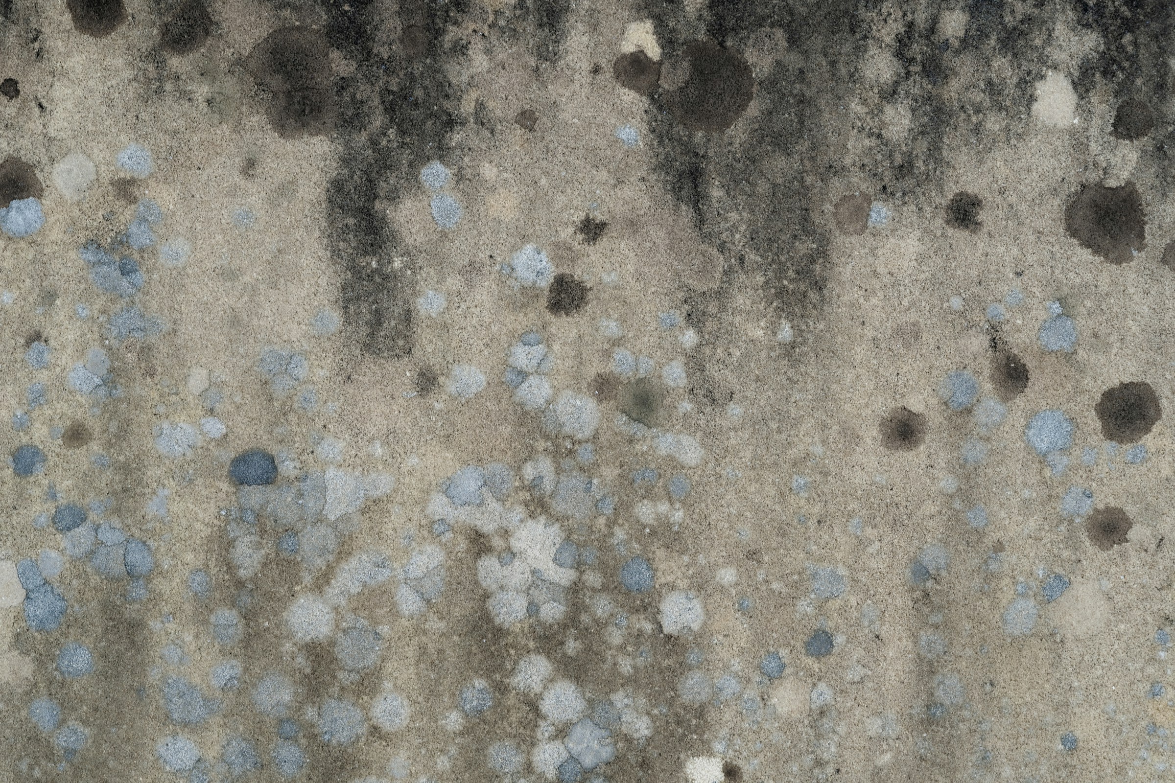 What Should I Know About Mold Exposure in Texas?